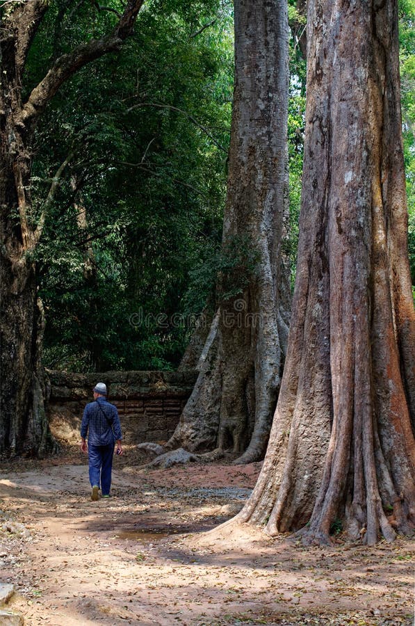 The Man Walking from Camera Near by the Tall Fig Tree in Angkor Temple ...
