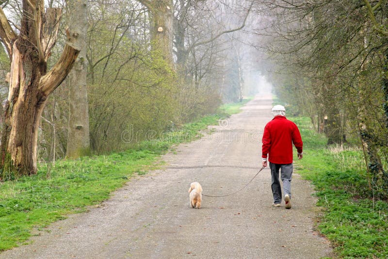 Man walking dog stock photo. Image of walking, green, strolling - 2376734