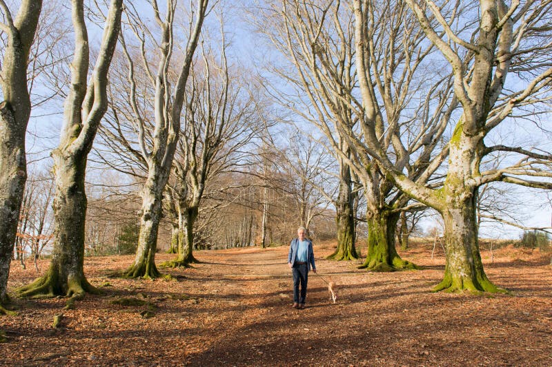 Man Walking Dog between Beech Trees in Winter Stock Image - Image of ...