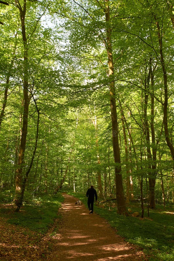 Man Walking the Dog in the Forest Stock Photo - Image of vegetation ...