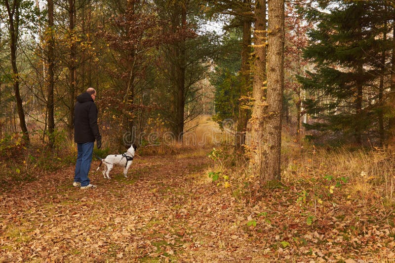 Man Walking the Dog in the Forest at Fall Stock Photo - Image of fall ...