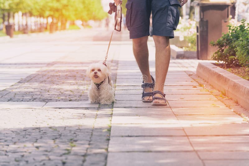 Man walking with dog stock image. Image of doggy, cute - 101102171