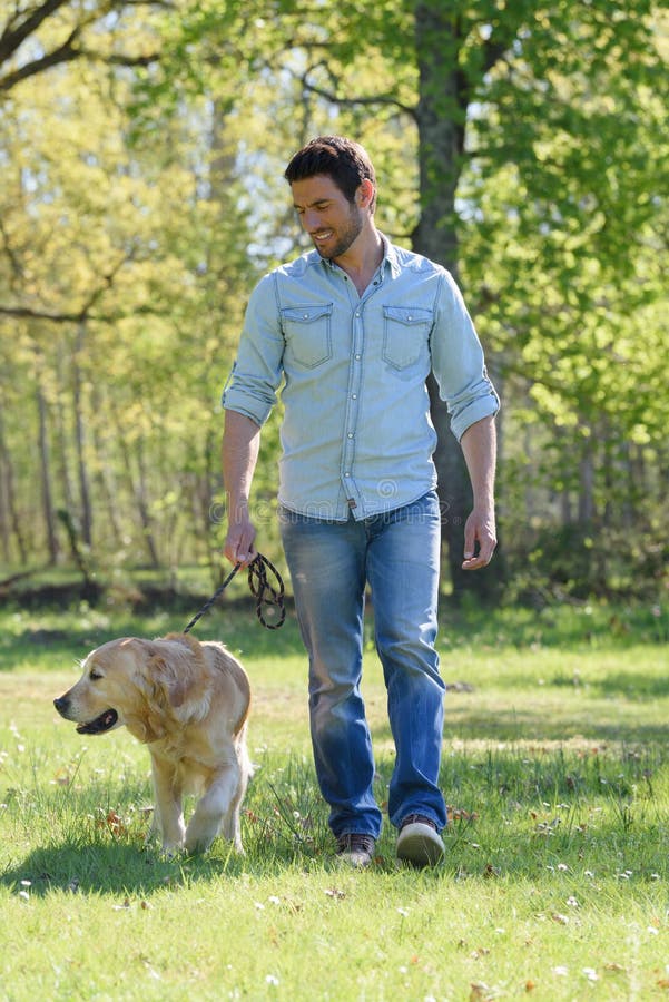 Man walking with dogs stock photo. Image of walk, goldenretriever ...