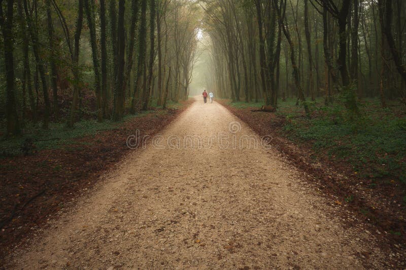 A Man Walking Down a Dirt Road between Tall Trees and Grass Stock Image ...
