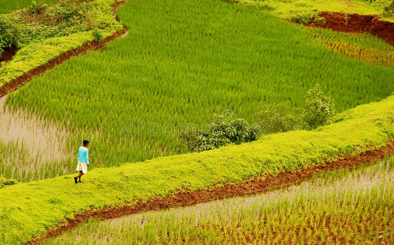 A man walking in fields stock photo. Image of fields, harvest - 6055506