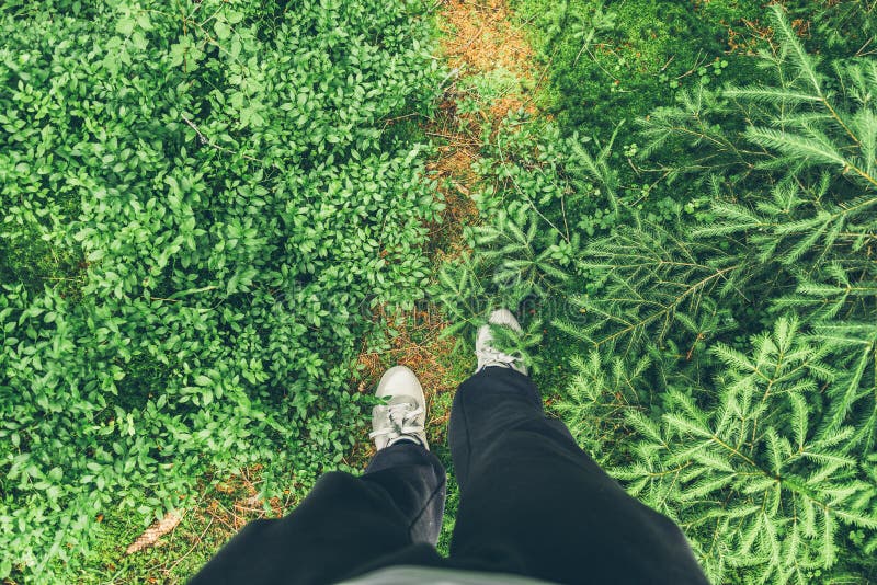 Man Walking in Fir-tree Forest Stock Image - Image of holiday, stand ...