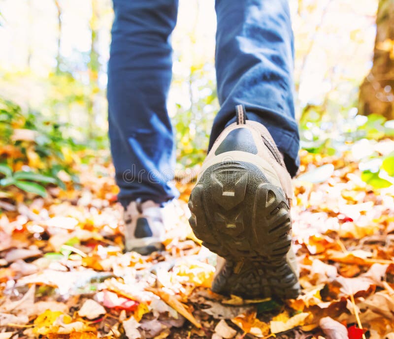 Man Walking on a Forest Path Stock Image - Image of park, forest: 91758771