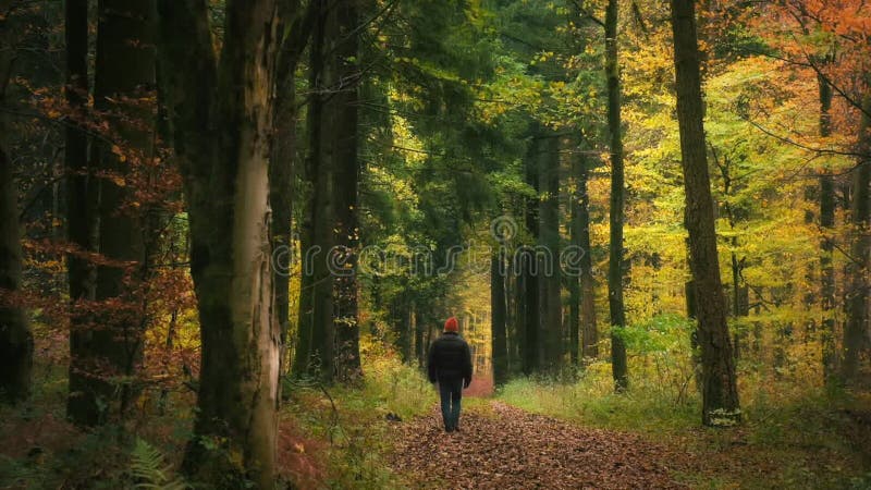 Man Walking in a Gorgeous Forest in Autumn Stock Footage - Video of ...