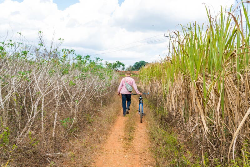 Man Walking through Sugar Cane Fields Editorial Stock Image - Image of ...