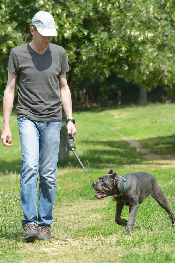 Man Walking Dog in Countryside Stock Photo - Image of flower, mature ...