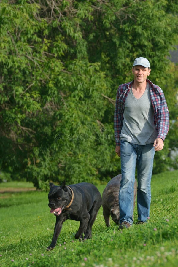 Man with his dogs stock photo. Image of city, lifestyle - 42692522