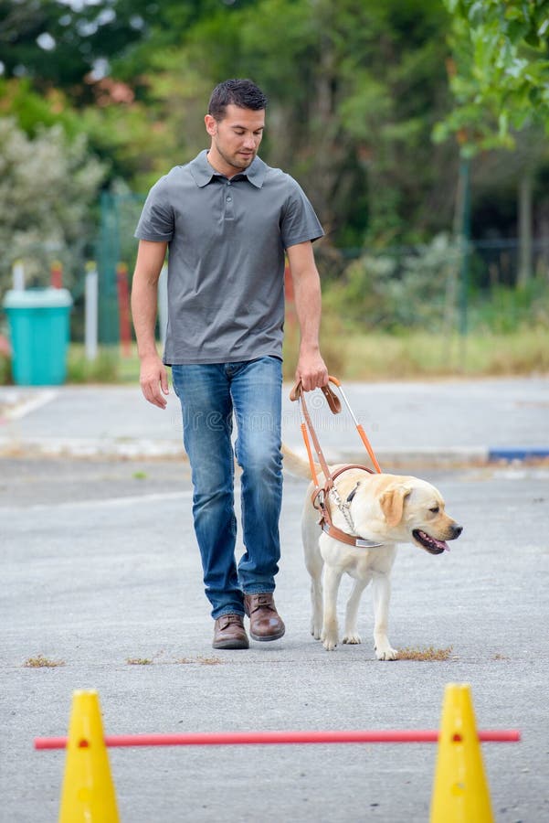 Man walking labrador stock image. Image of canine, trainer - 283149539