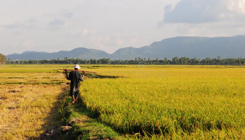 A Man Walking on the Rice Field in Hoian, Vietnam Editorial Stock Photo ...