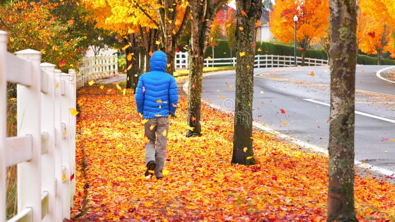 Man Walking on Sidewalk while Autumn Leaves Falling Down Stock Footage ...