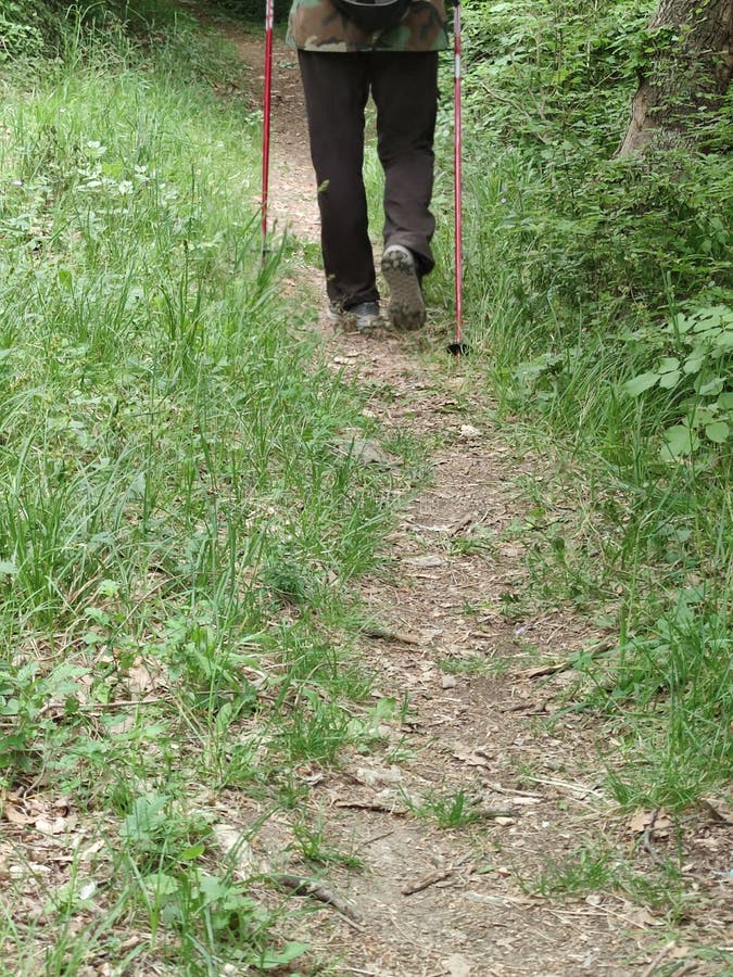 A Man with Walking Sticks Walks Along a Forest Path Stock Image - Image ...