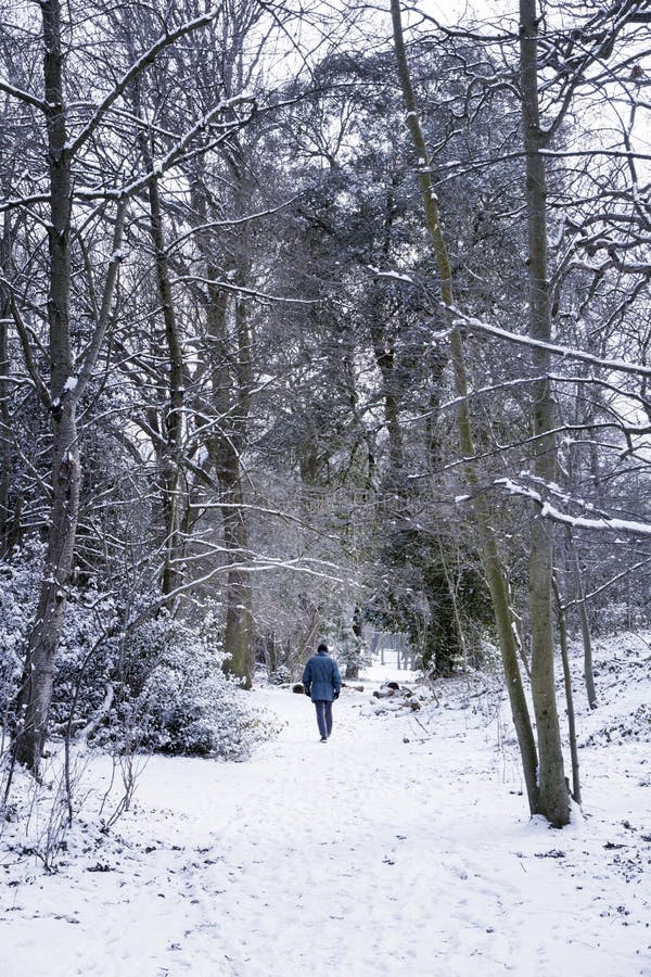 Man walking through trees editorial stock photo. Image of christmas ...