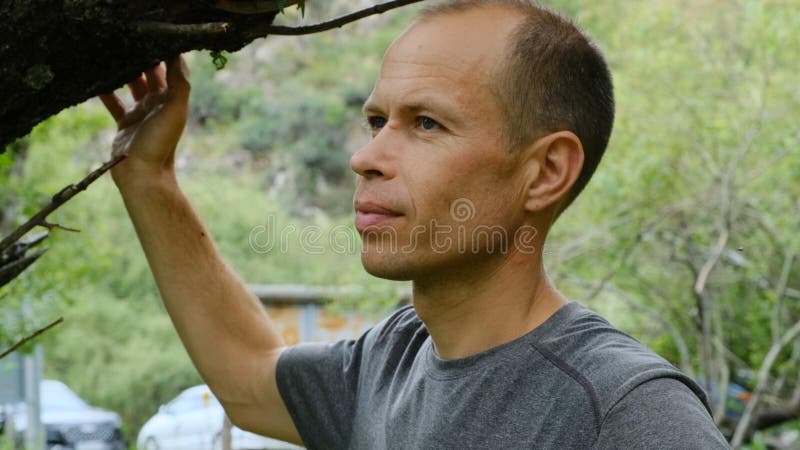 A Man Walking among the Trees. Stock Image - Image of forest ...
