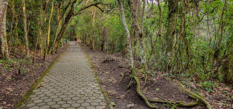 Man Walking among the Trees in a Park Stock Image - Image of concrete ...