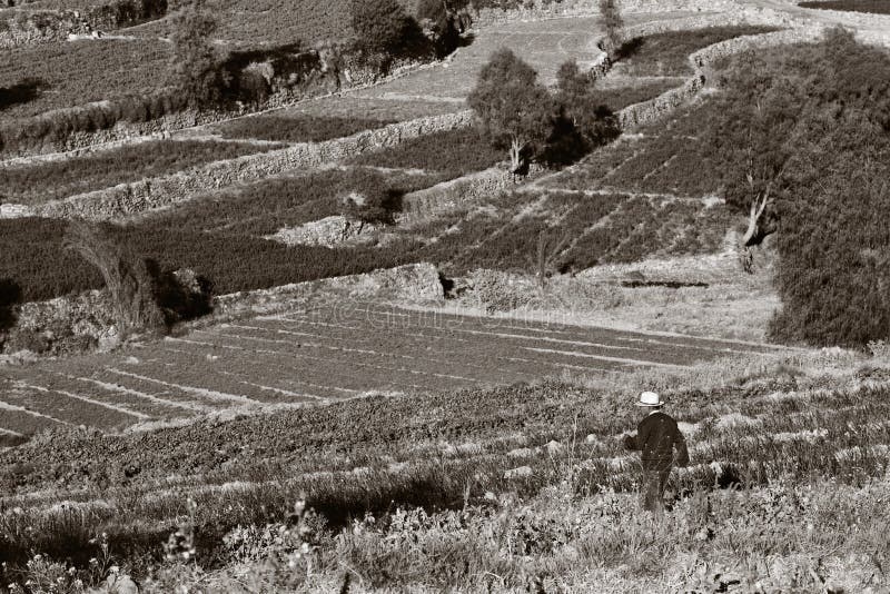 Man Walking Through Typical Inca S Gardens, Arequipa, Peru Editorial ...