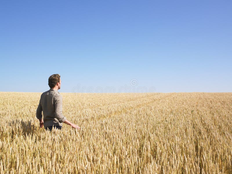Man Walking in Wheat Field stock image. Image of casual - 12053743