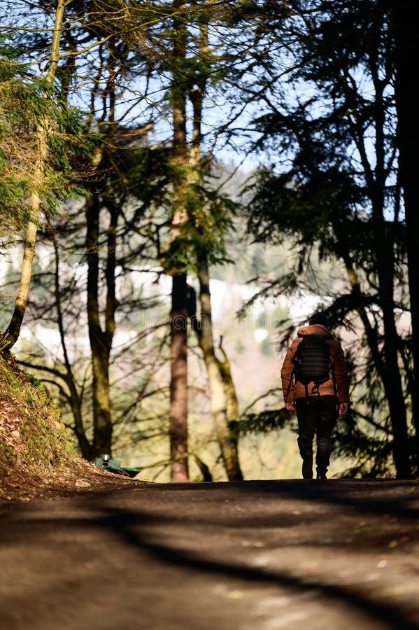 A Man Walks Along the Forest Paths in the Fog, the Sun S Rays Break ...