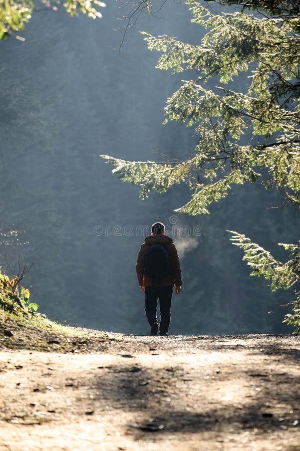 A Man Walks Along the Forest Paths in the Fog, the Sun S Rays Break ...