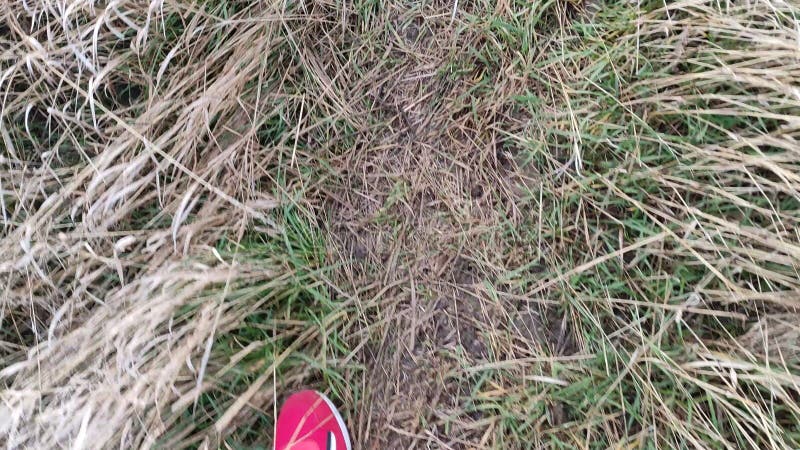 Man Walks Along a Narrow Mountain Path among the Grass. First Person ...