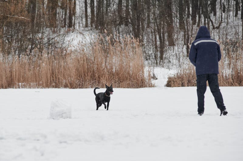 Man Walks with a Black Labrador in Winter in the Forest, January Stock ...