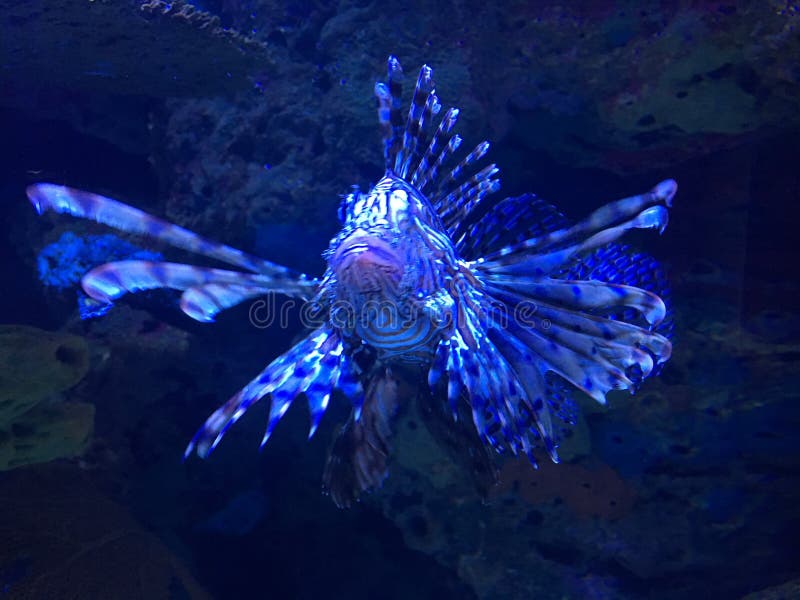 Crazy fish stock photo. Image of crazy, battle, fish - 136140234