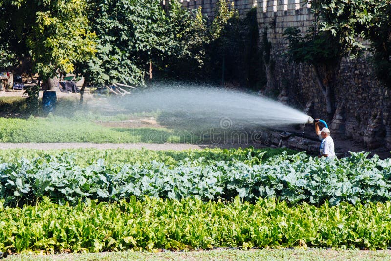Man Watering Field Growing Agricultural Crops Editorial Stock Photo ...