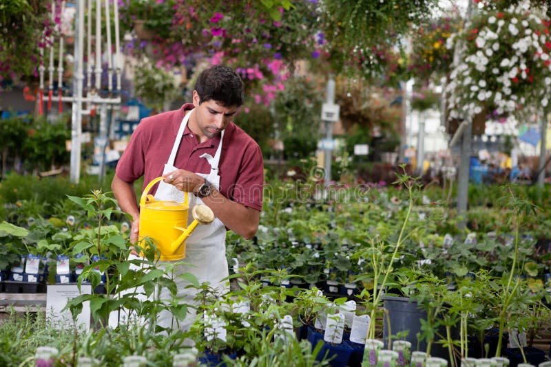 Man watering plants stock image. Image of conservatory - 21650653
