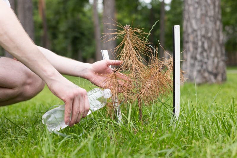 Man Watering from the Plastic Bottle the Dead Tree. Arid Climate and ...