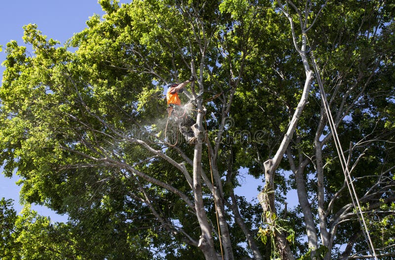 Man Cutting Down a Big Tree Editorial Stock Photo - Image of green ...