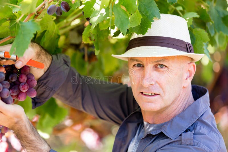 Man standing in vineyard stock photo. Image of life - 100541916