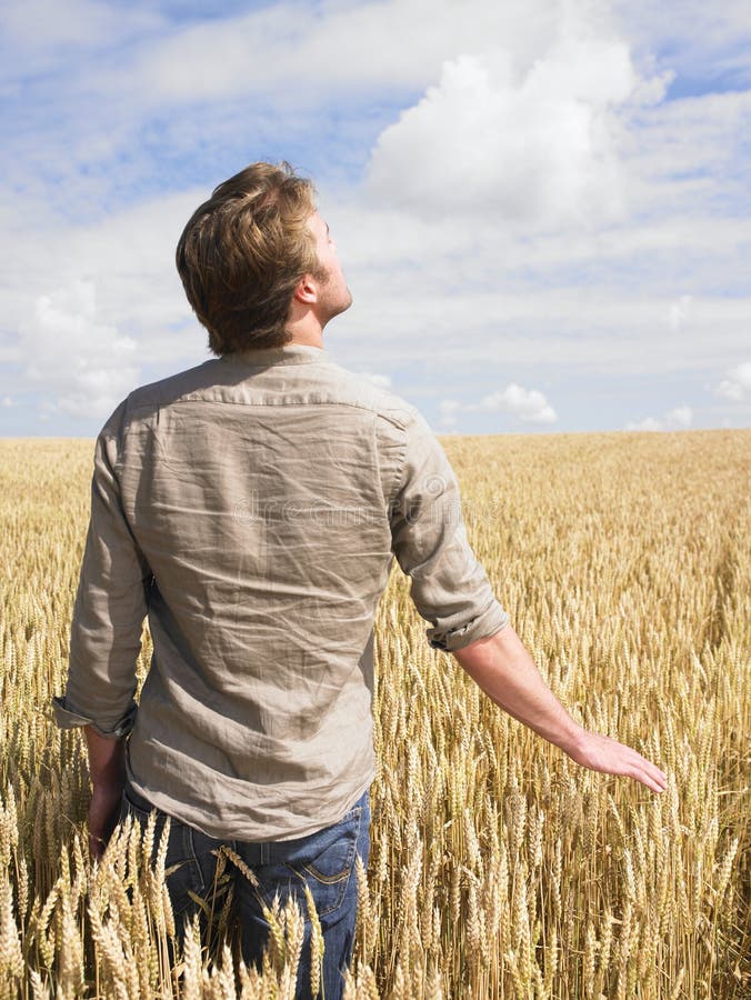Man in wheat field stock image. Image of grain, hold - 11181083