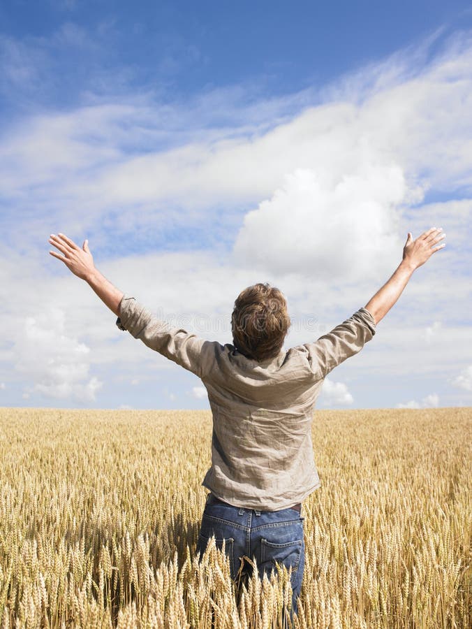 Man in wheat field stock image. Image of grain, hold - 11181083