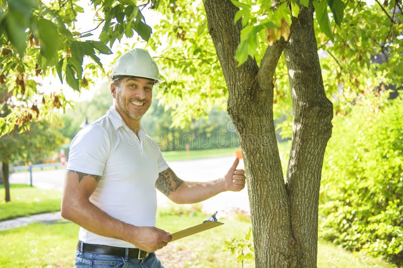 Man with a White Hard Hat Holding a Clipboard, Inspect Tree Stock Image ...