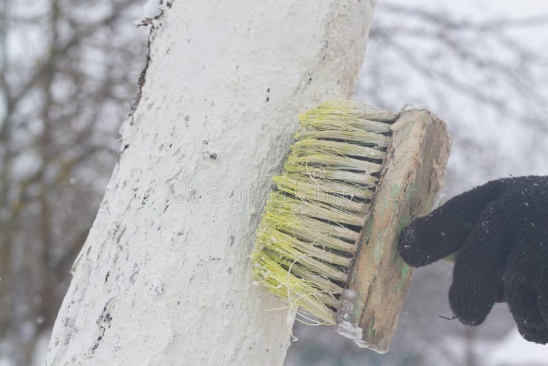 Man Whitewash Tree Trunks in the Garden in Spring or Winter Stock Photo ...