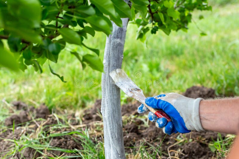 A Man Whitewashes the Trunk of a Young Fruit Tree To Protect the Bark ...