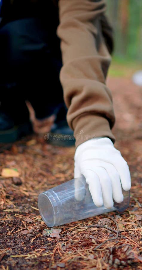 Cleaning Forest Ambient stock photo. Image of cleaning - 152845848