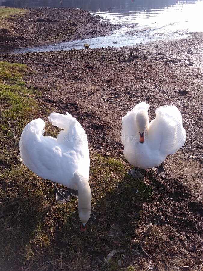 The cupl stock image. Image of wife, white, cupl - 102153009