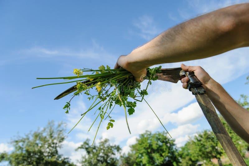 A Man is Wiping a Blade of a Spit. Stock Photo - Image of cutter ...