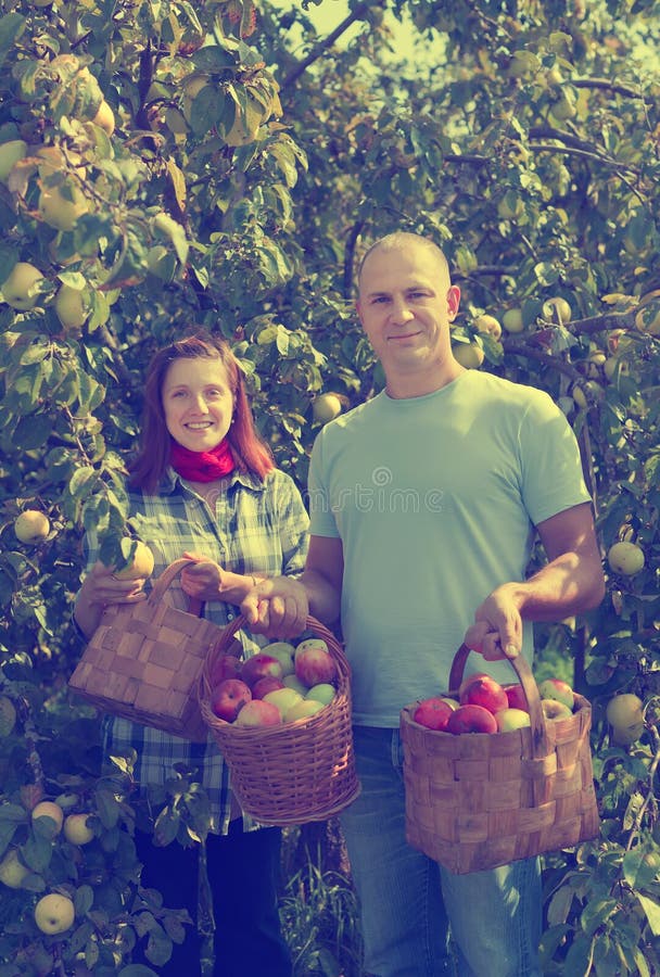 Happy Couple Picks Apples Stock Photos - Free & Royalty-Free Stock ...