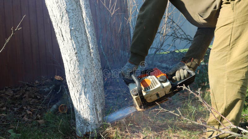 Cutting Down Trees with a Petrol Saw Stock Photo - Image of rustic ...