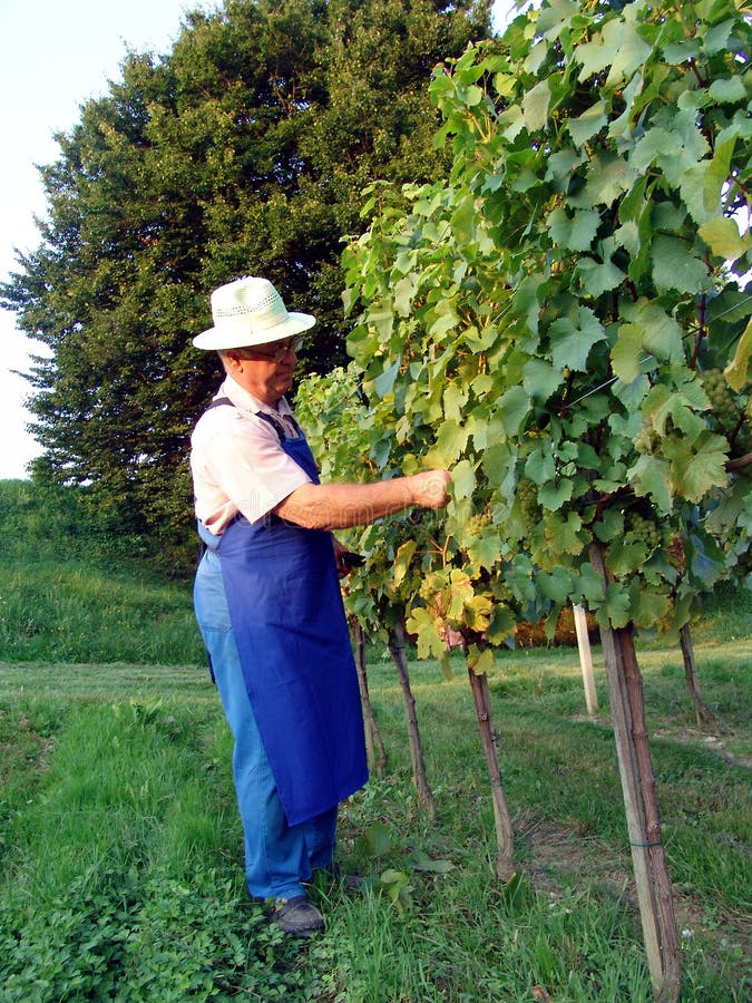 Man work in vineyard stock image. Image of time, leaves - 5371765