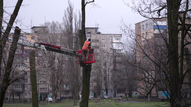 A Man Worker in an Aerial Platform Cradle Cuts Down Trees with a ...