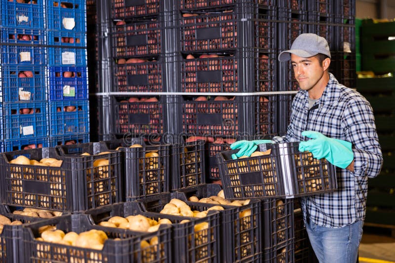 Worker Stacking Crates of Potatoes in Warehouse Stock Image - Image of ...