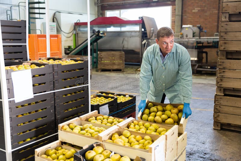 Man Worker Carries Crates with Apples Stock Image - Image of occupation ...