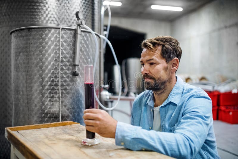 Man Worker Working Indoors in Cellar, Wine Making Concept. Stock Image ...