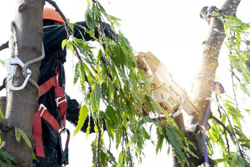 Man workers climbing trees stock image. Image of forestry - 143358241